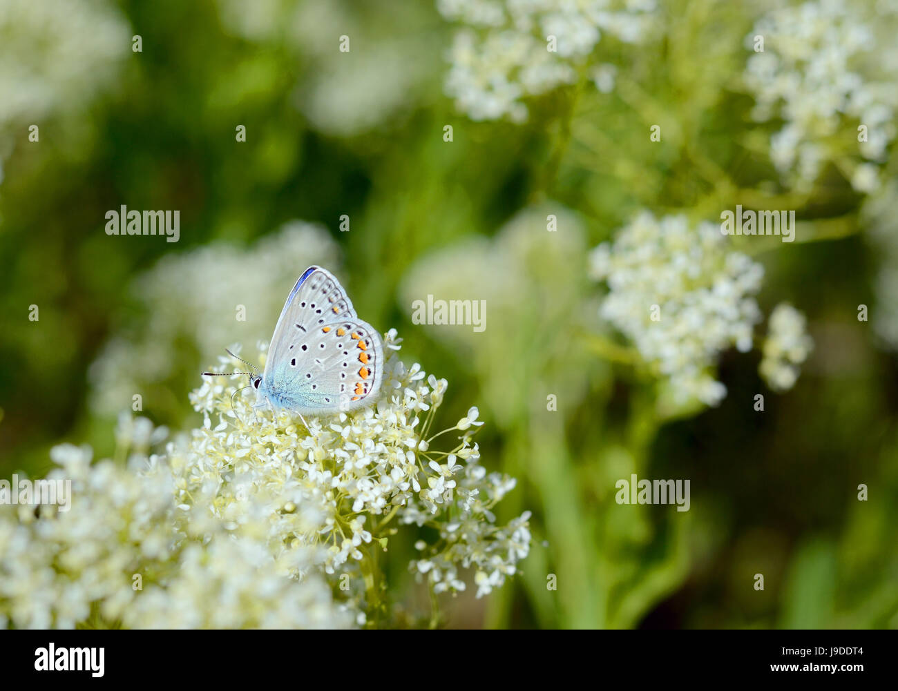 Beautiful small Blue butterfly, Polyommatus icarus, on a wild meadow ...