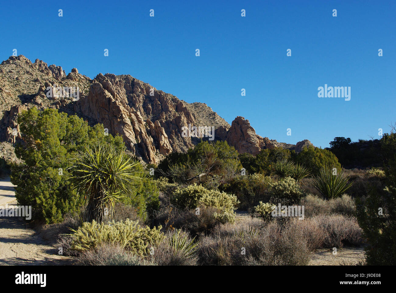 mixed beautiful desert plants with rocks and blue sky,nevada Stock ...