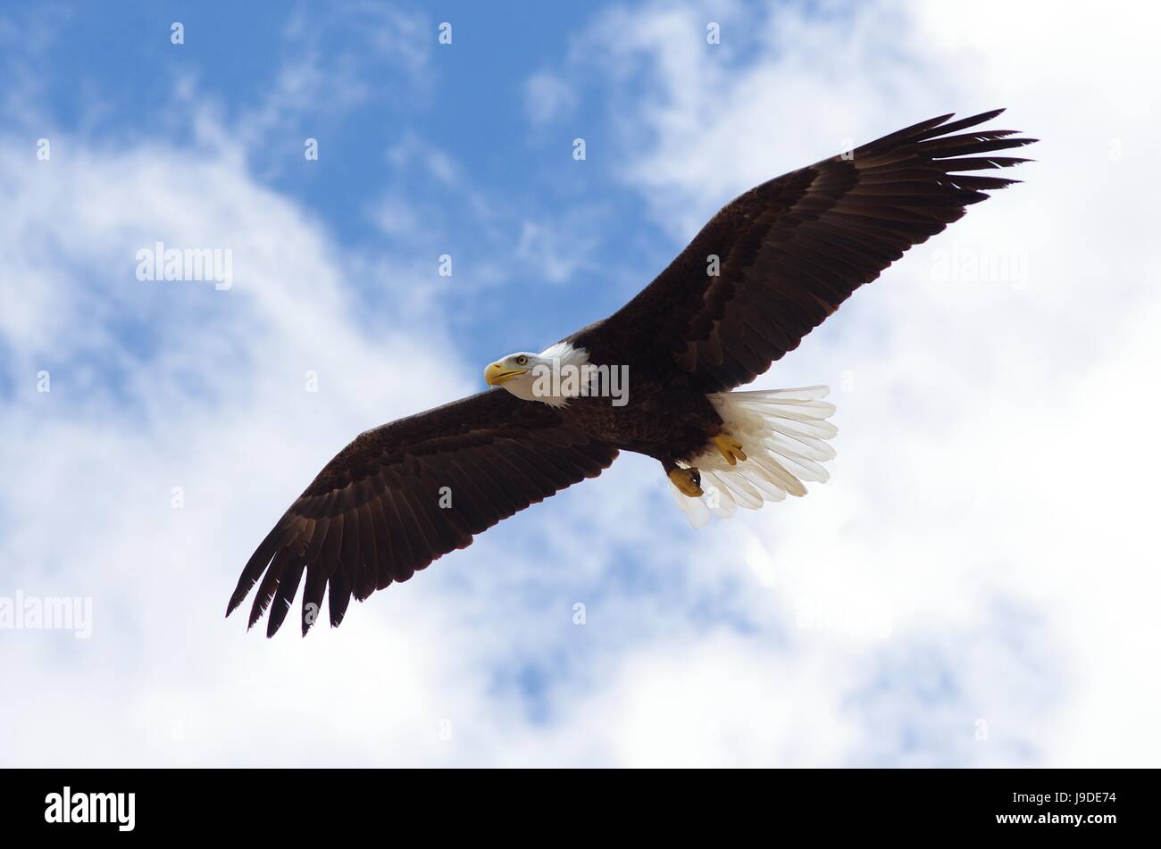 flight, raptor, wing, feathers, eagle, fierce, flight, bird, birds ...