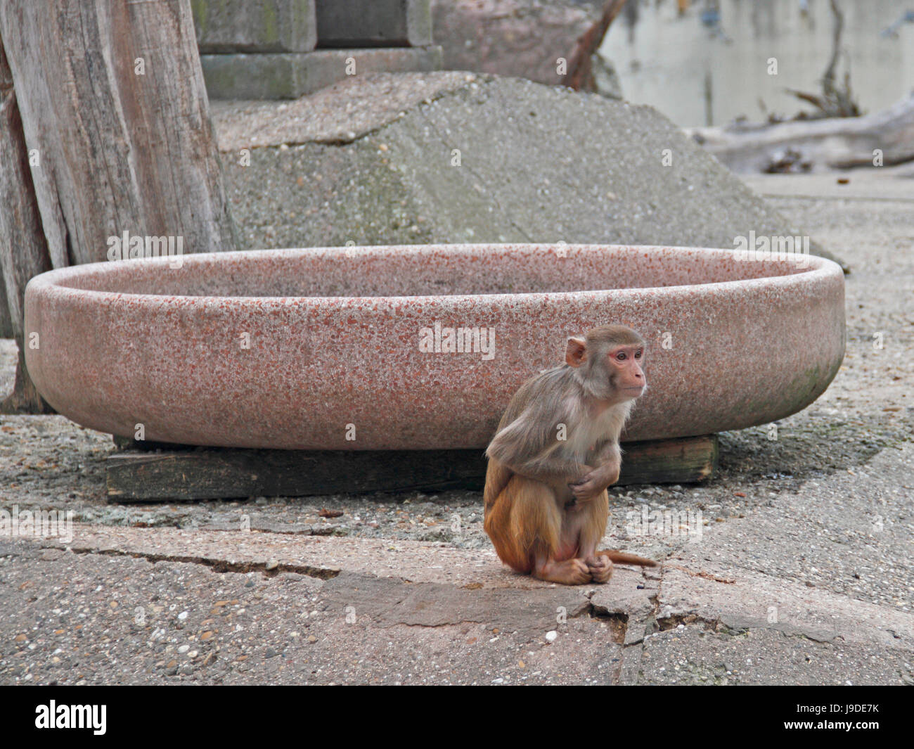 Monkey crouch hi-res stock photography and images - Alamy