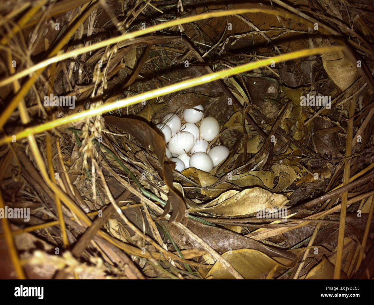 bird, leaves, nest, breeding, eggs, reproduction, finch, dozen, nesting ...