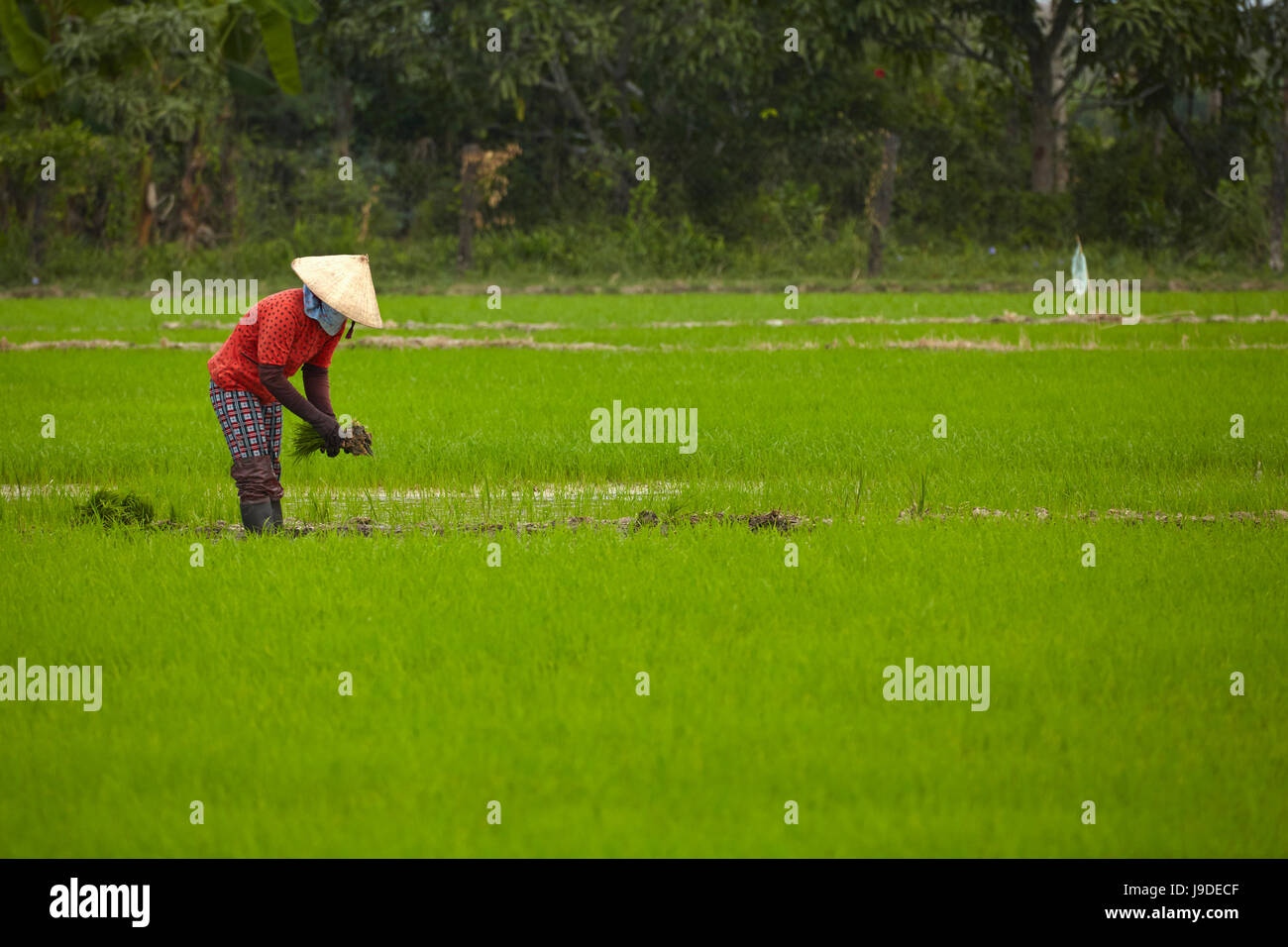 Worker in rice paddy, near Tan Hoa, Tien Giang Province, Mekong Delta ...