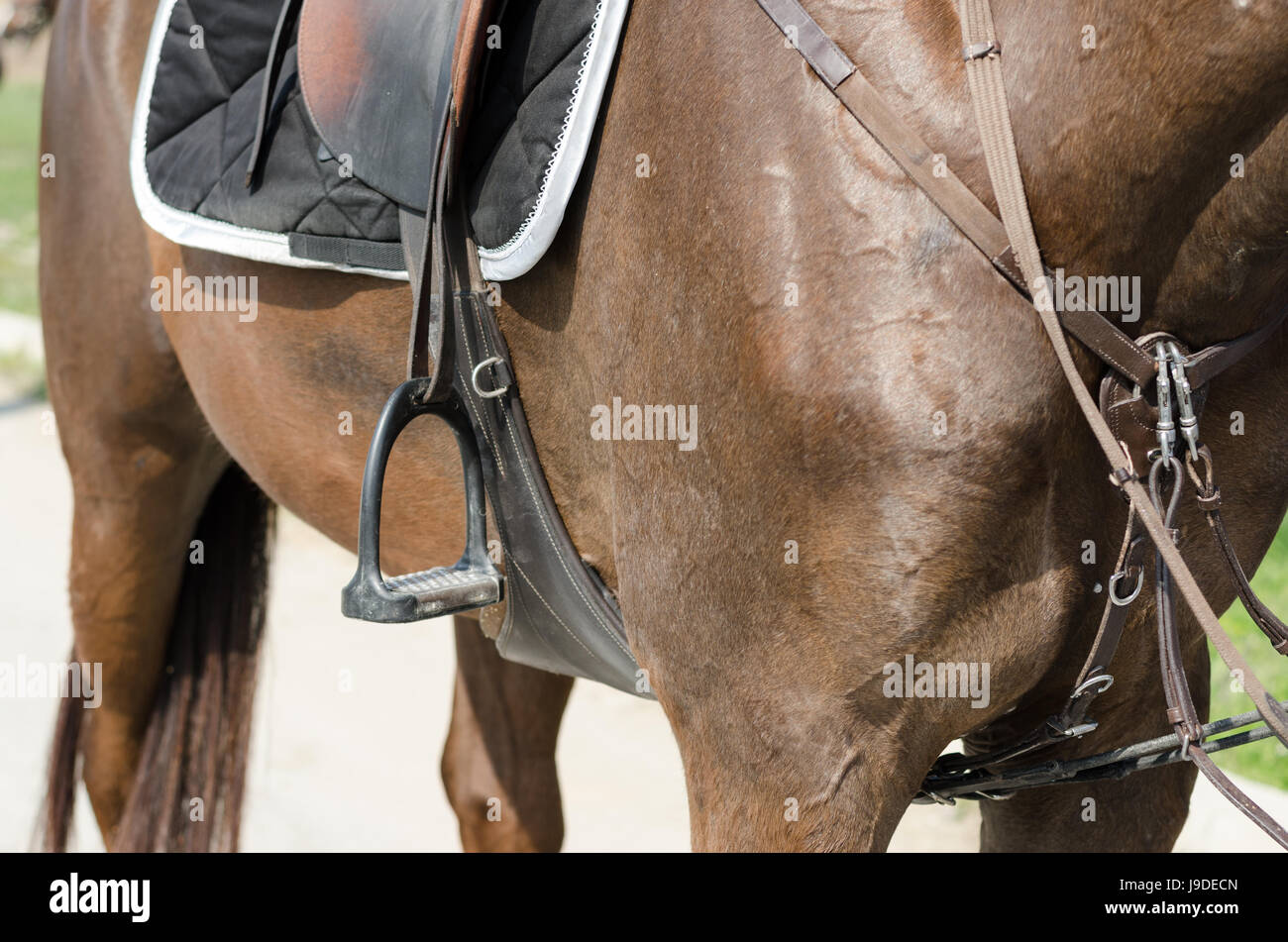 Dressage portrait sport horse hi-res stock photography and images - Alamy