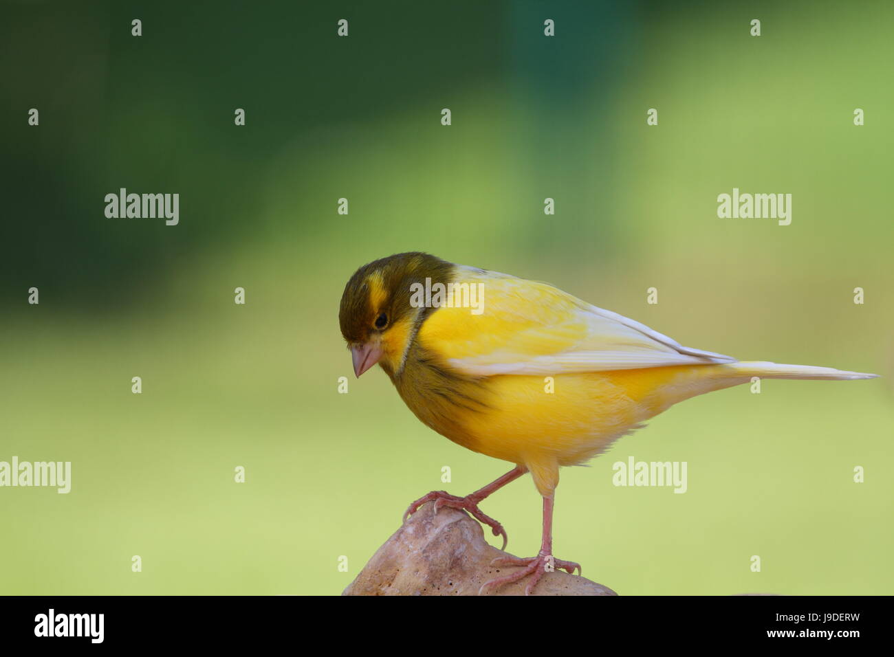 canary, finches, breed, canaries, canary, breed, canaries ...