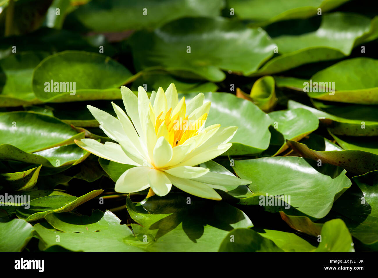 bloom, blossom, flourish, flourishing, flower, flowers, plant, lotus ...