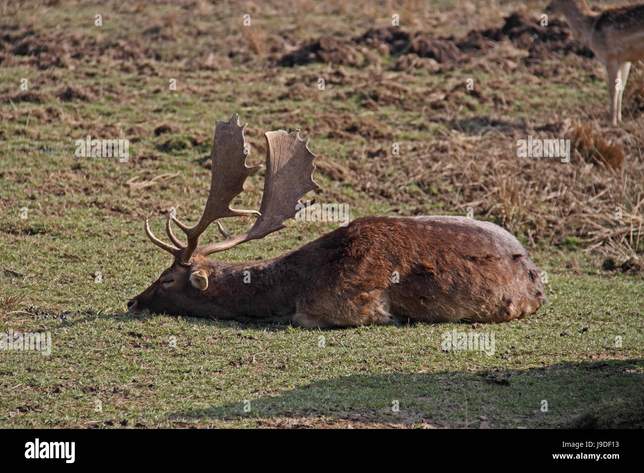 mammal, wild, hoofed animals, gregarious animal, fallow deer, animal ...