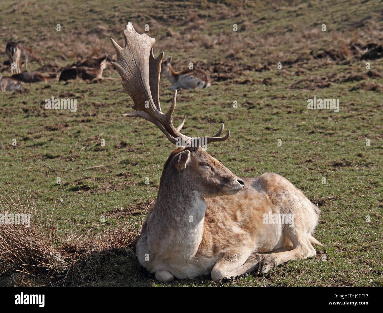 mammal, wild, hoofed animals, gregarious animal, fallow deer, animal ...