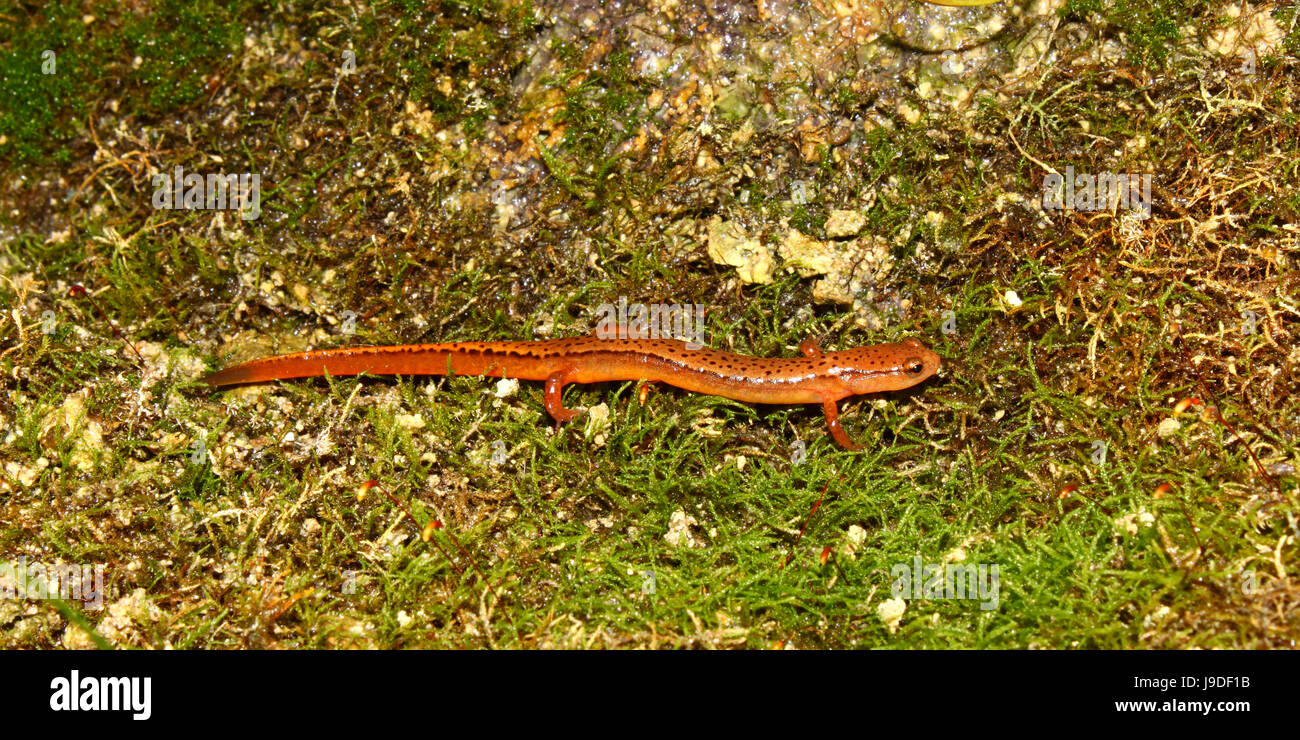 Southern long tailed salamander hi-res stock photography and images - Alamy