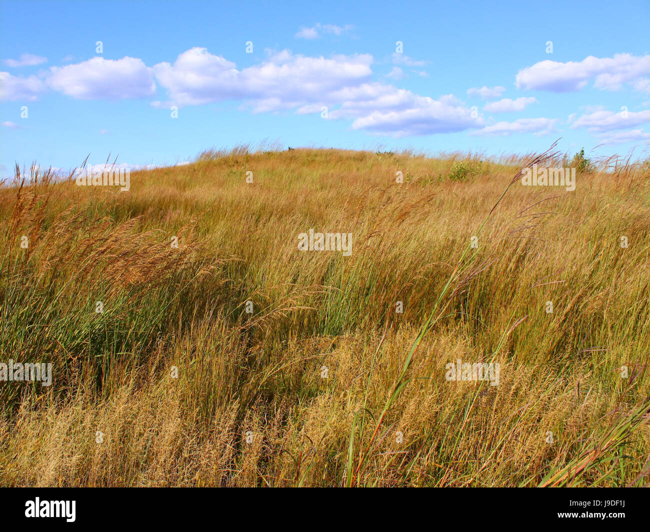 flora, vegetation, prairie, meadow, grass, lawn, green, plant ...