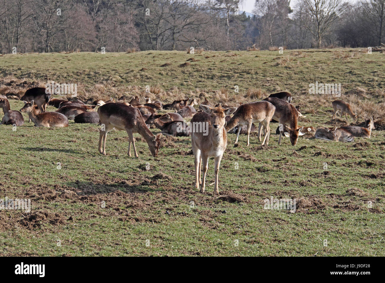 mammal, wild, hoofed animals, gregarious animal, fallow deer, animal ...