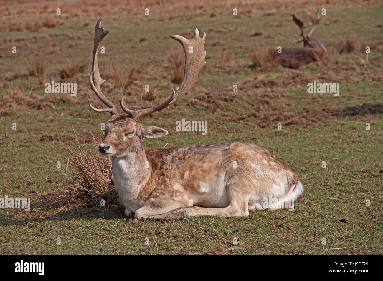 mammal, wild, hoofed animals, gregarious animal, fallow deer, animal ...