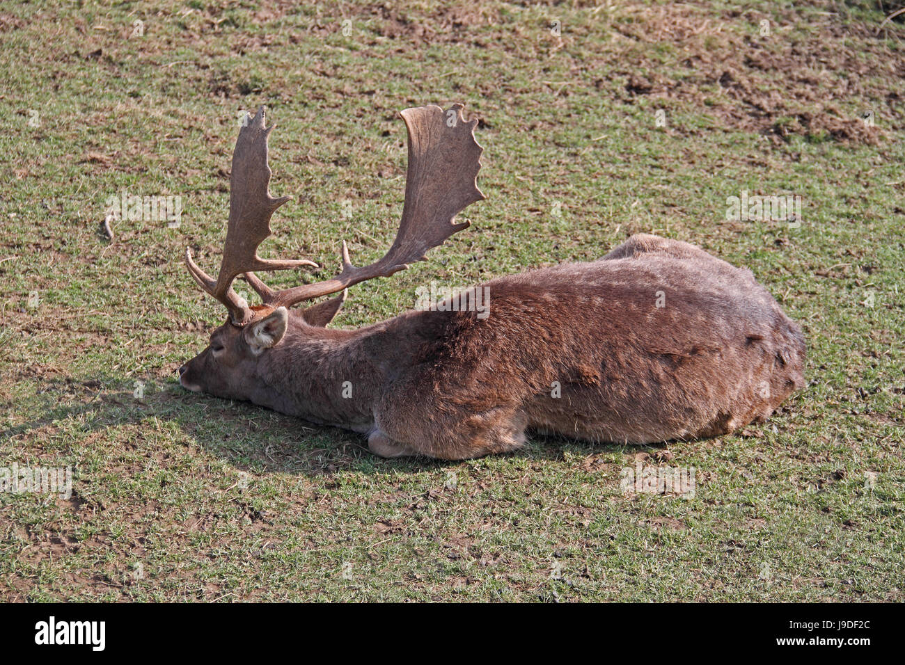 mammal, wild, hoofed animals, gregarious animal, fallow deer, animal ...