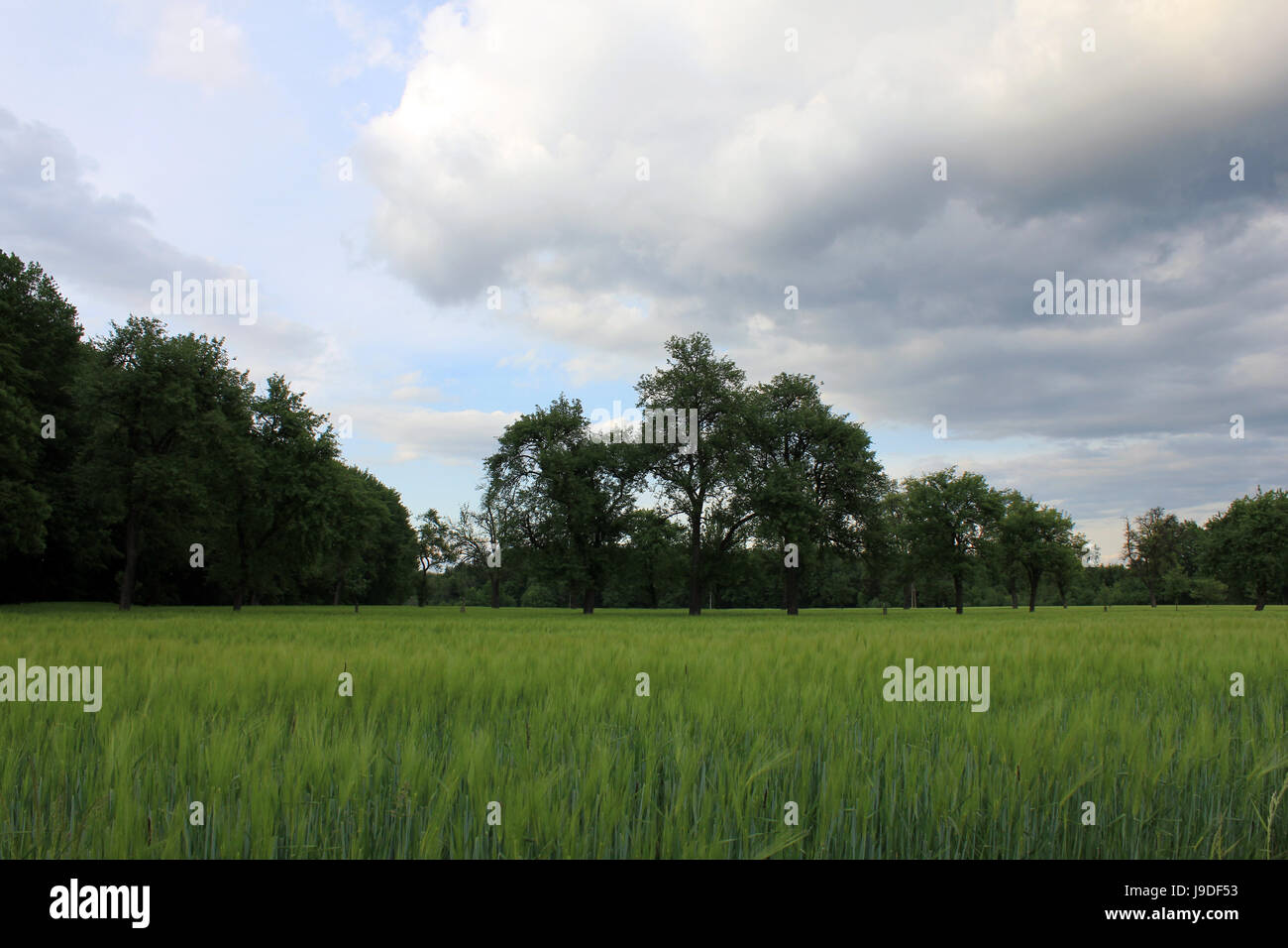 fruit trees in barley field Stock Photo - Alamy