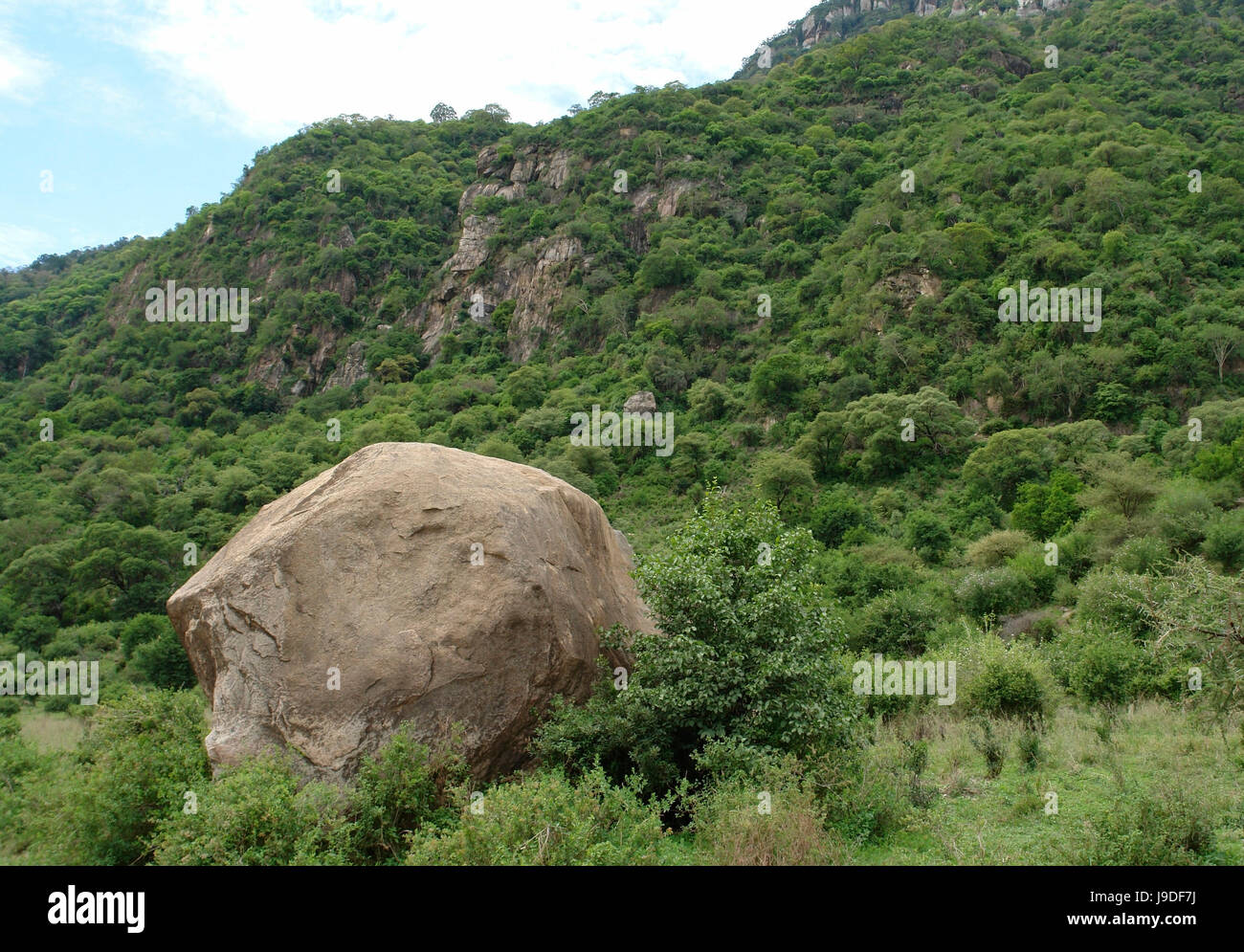 africa, boulder, tanzania, leaf, travel, environment, enviroment, tree ...
