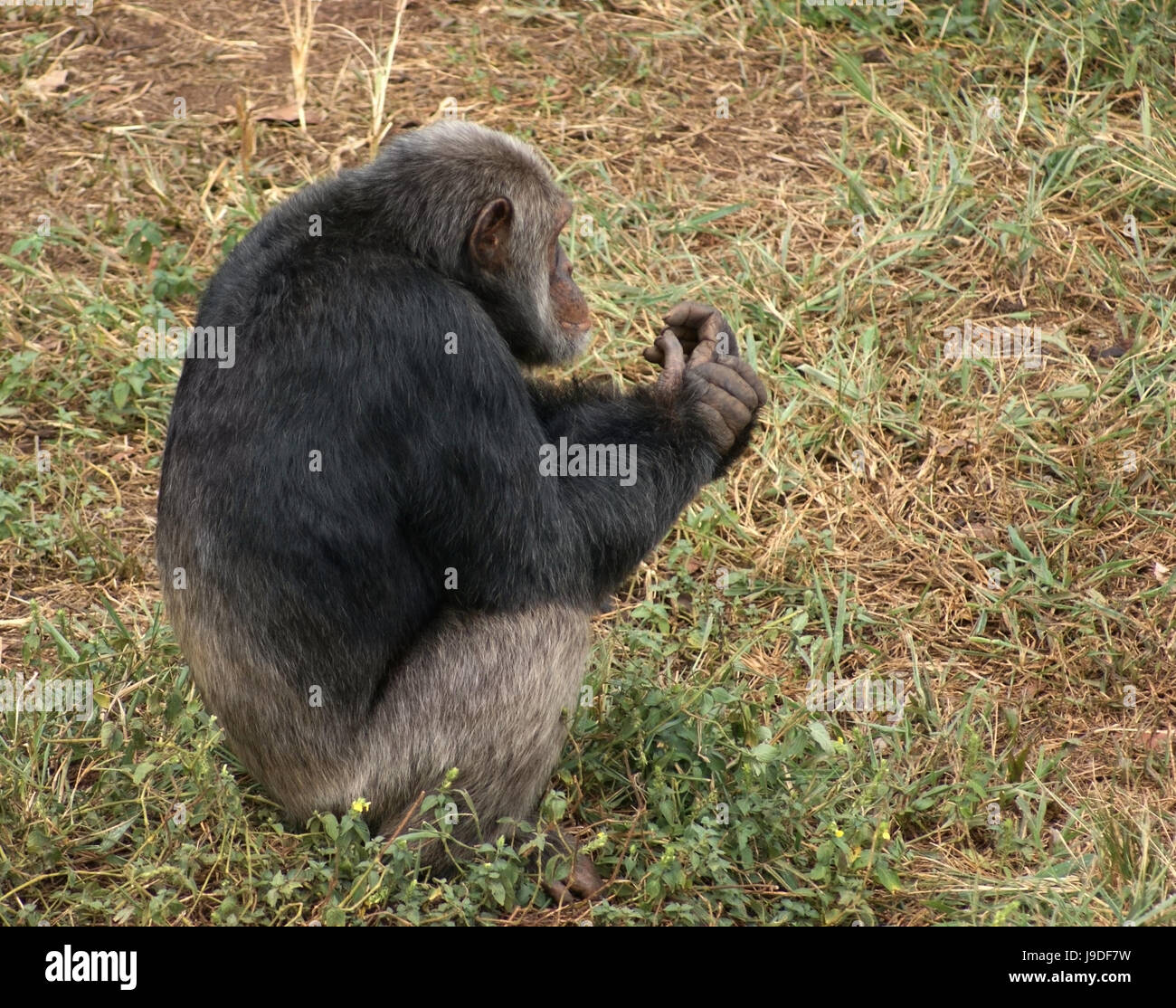 africa, monkey, chimpanzee, vertebrate, uganda, corridor, animal ...