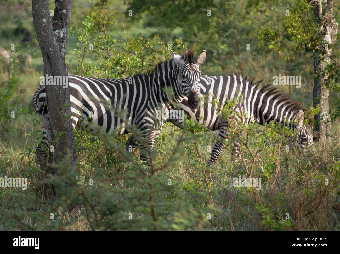 animal, africa, zebra, environment, milieu, uganda, nature, beautiful ...