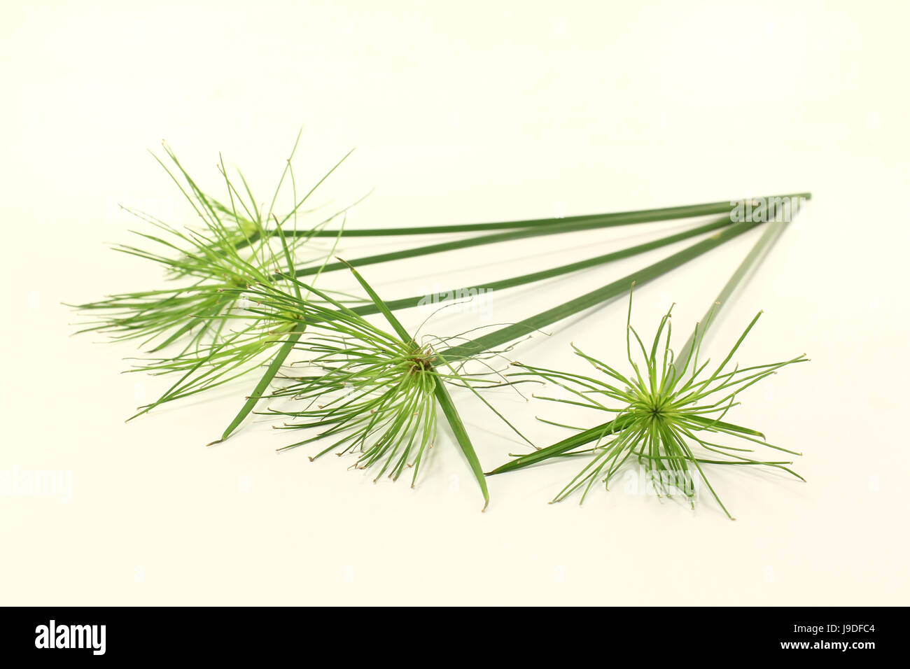 Papyrusstaude hi-res stock photography and images - Alamy