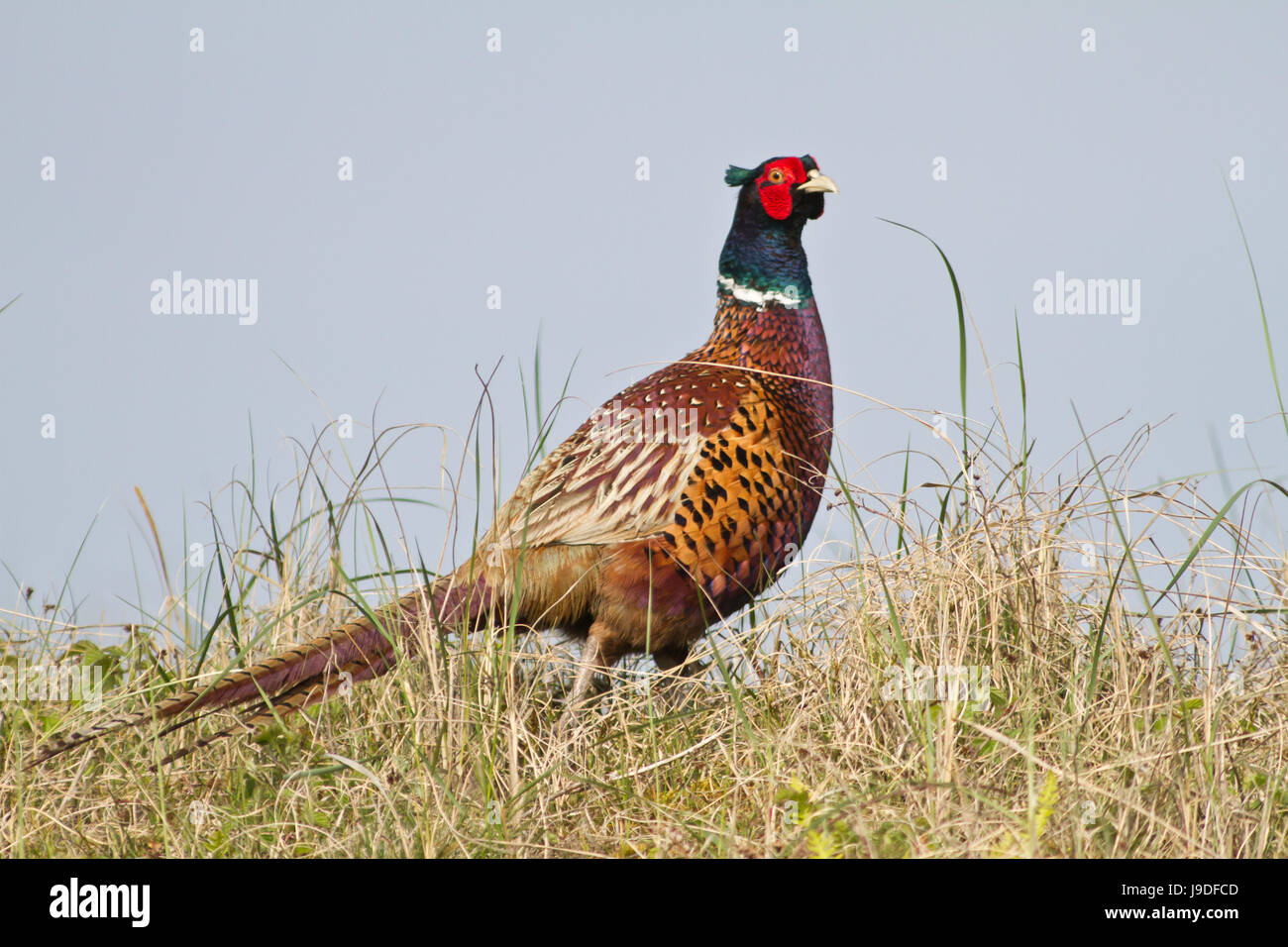 pheasant, bird, coloured, colourful, gorgeous, multifarious, richly ...