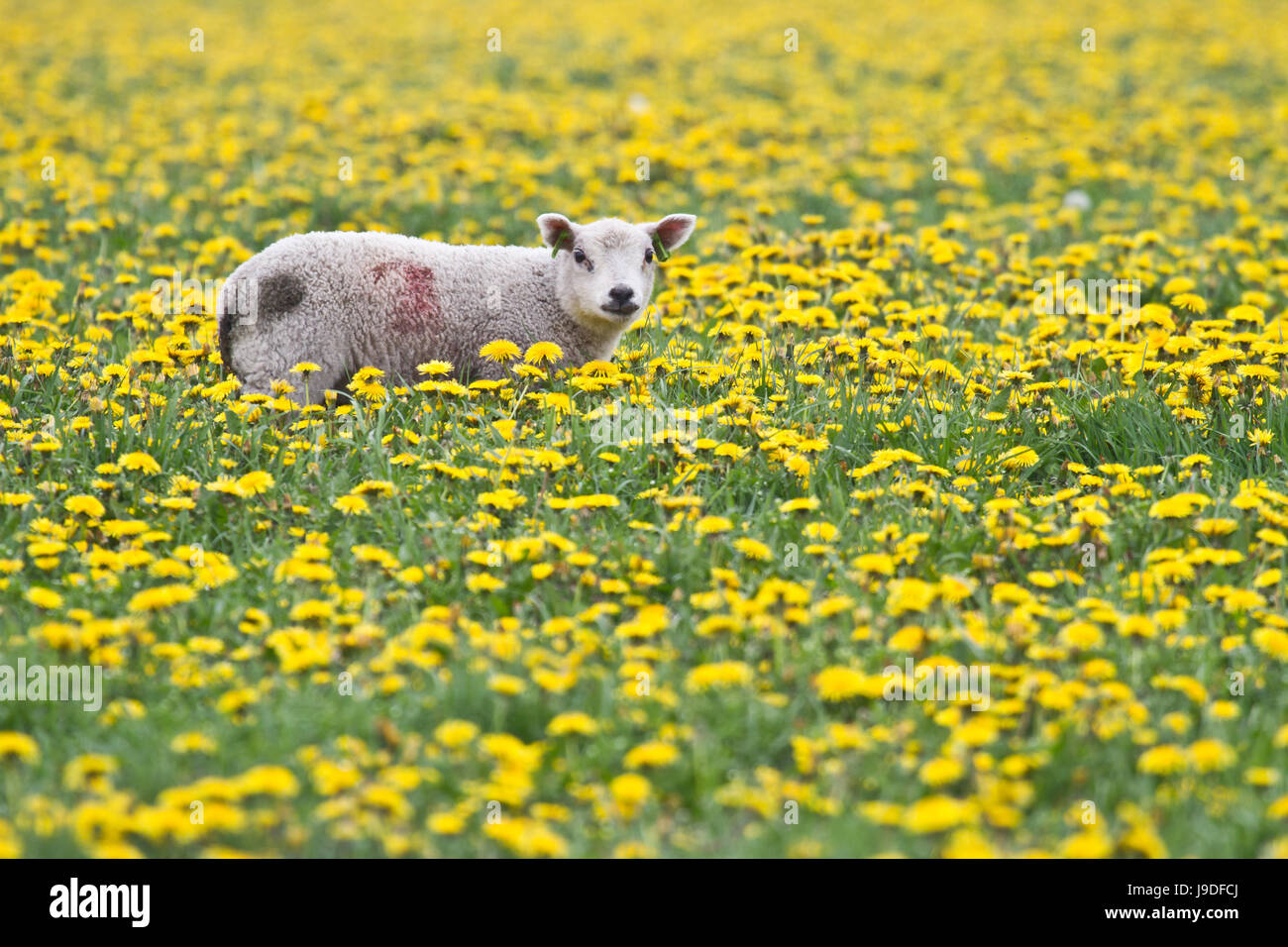 sheep, dandelion, meadow, lamb, flower, plant, field, flowers, sight ...
