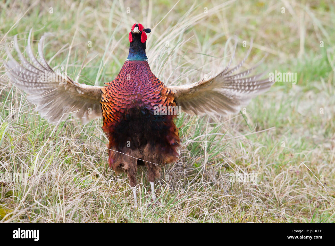 pheasant, bird, coloured, colourful, gorgeous, multifarious, richly ...