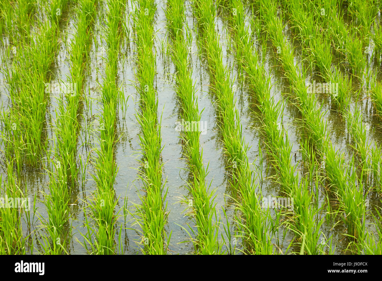 Rice paddy vietnam hi-res stock photography and images - Alamy