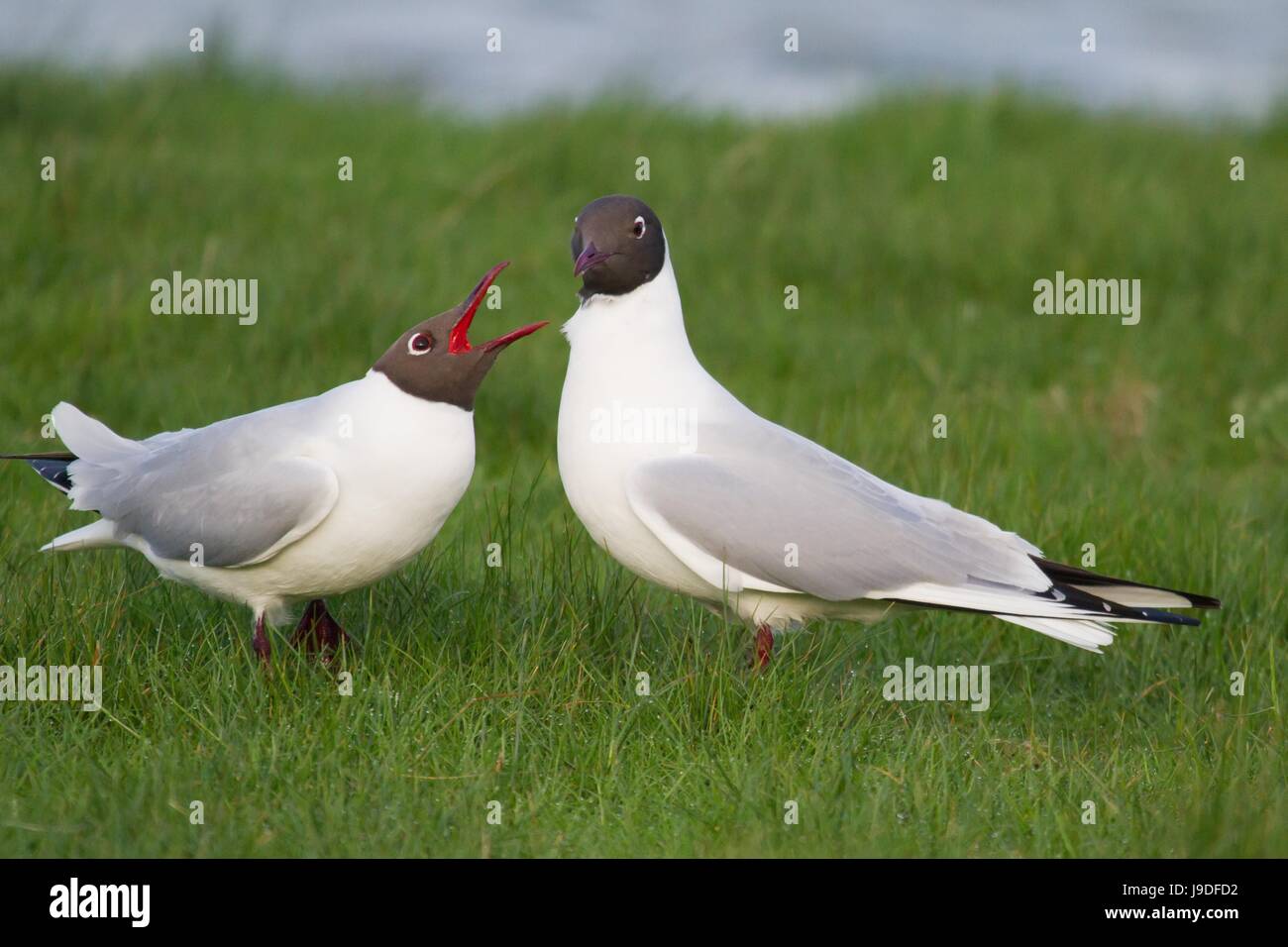 motion, postponement, moving, movement, flight, north, salt water, sea ...