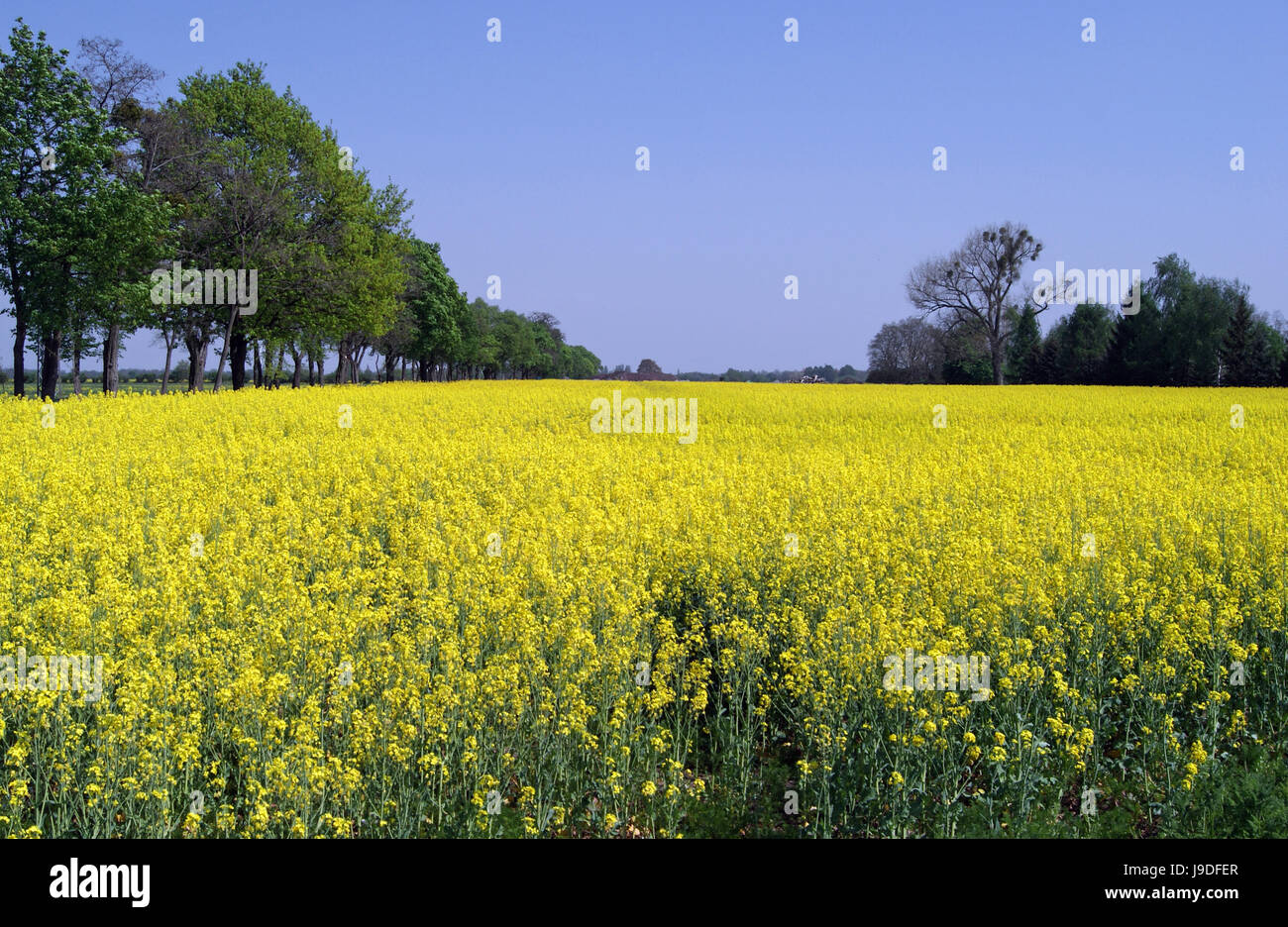 coleseed, agriculture, spring, fields, fertile, scenery, countryside ...