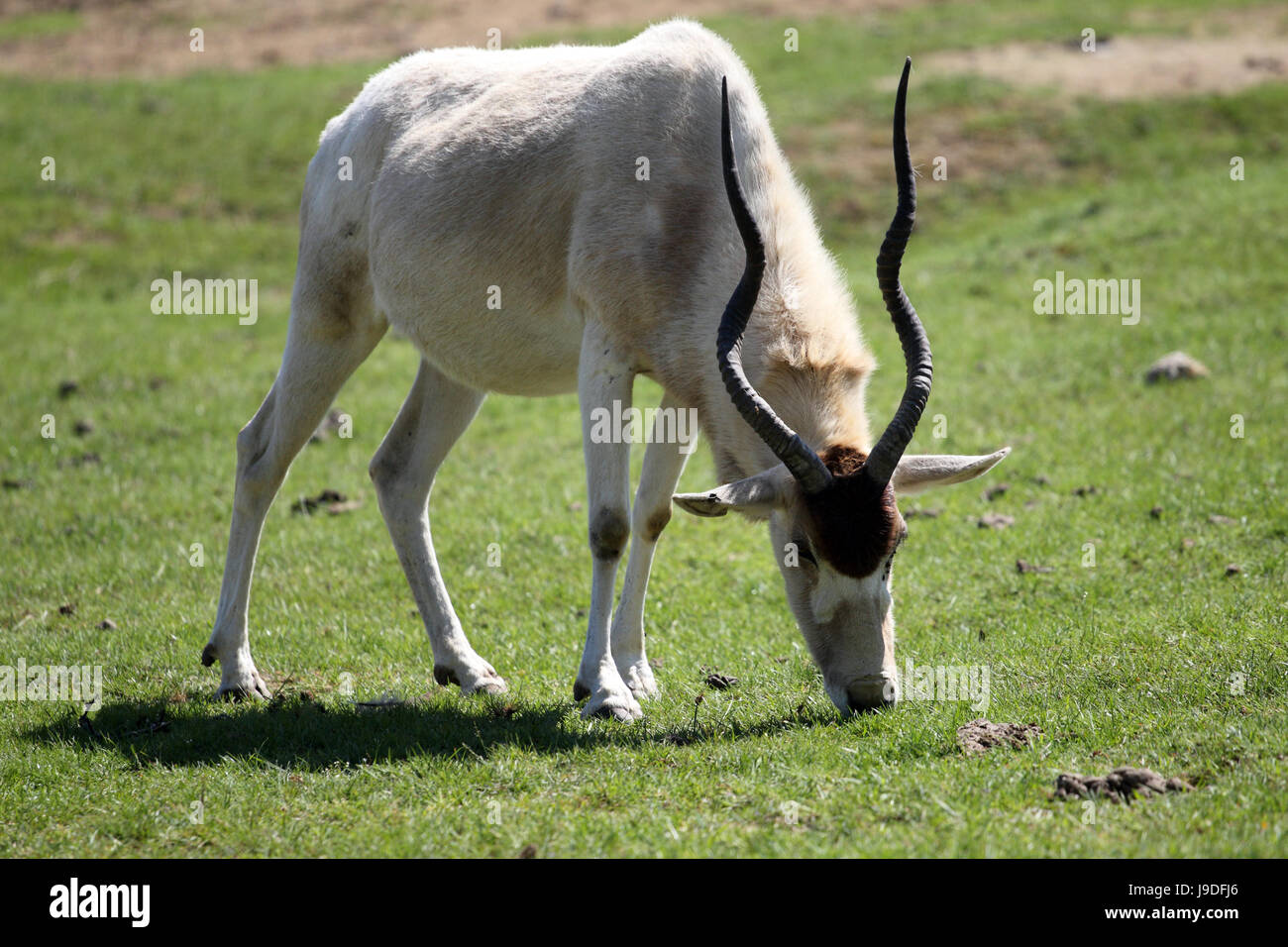 animal, mammal, zoo, captivity, wildlife, addax, addax nasomaculatus ...