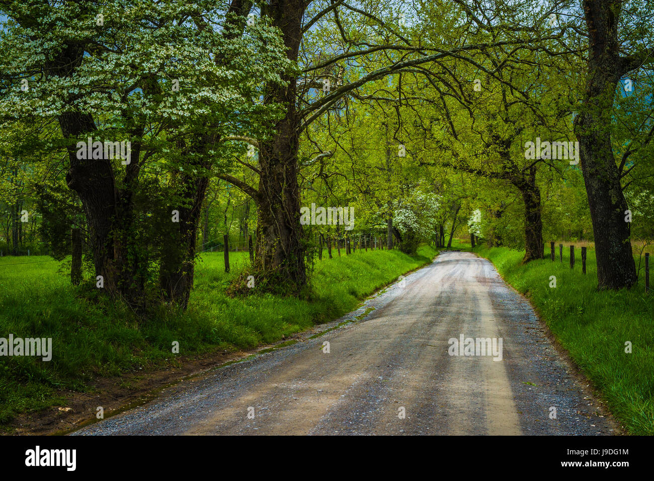 Country road through fall woods Stock Photo - Alamy