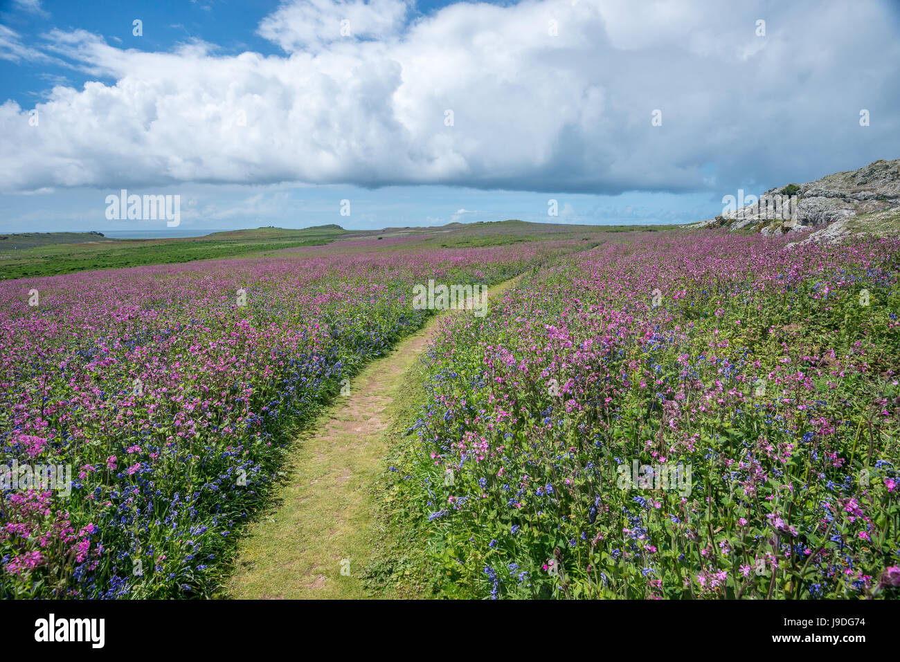 Welsh wild flowers hi-res stock photography and images - Alamy