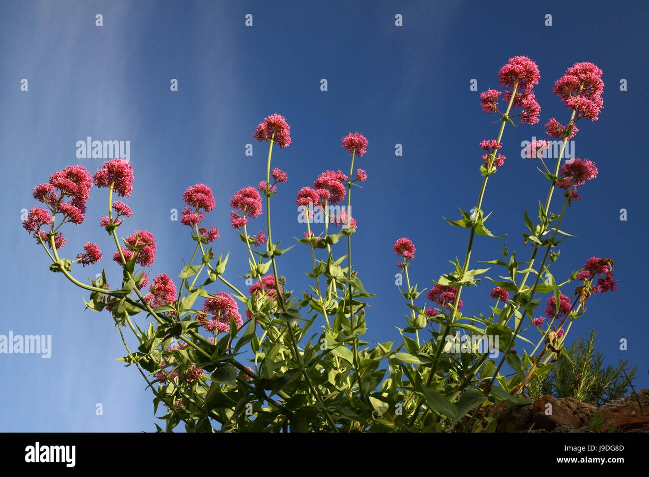 blue, flower, flowers, plant, blossoms, bleed, firmament, sky, pink ...