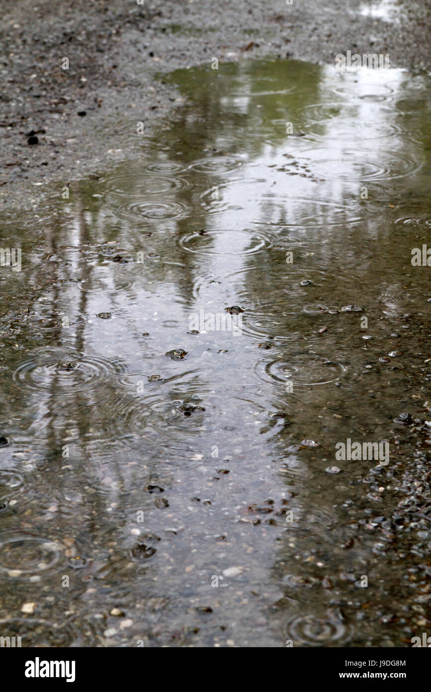 raindrop, puddle, rain weather, rainy day, forest, water, rain, raining ...