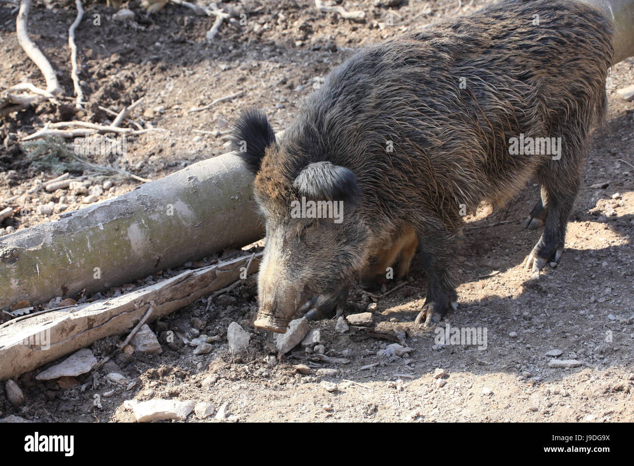 boar in closeup Stock Photo - Alamy
