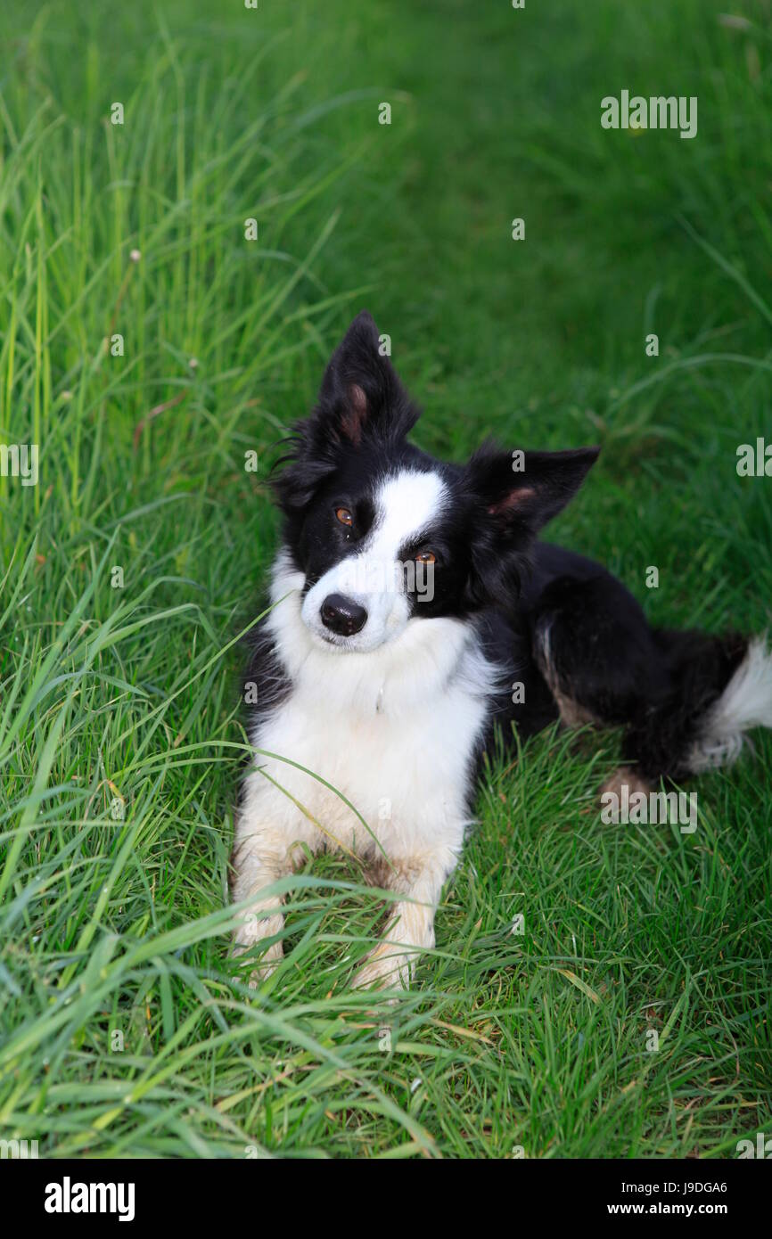 border collie in close Stock Photo - Alamy