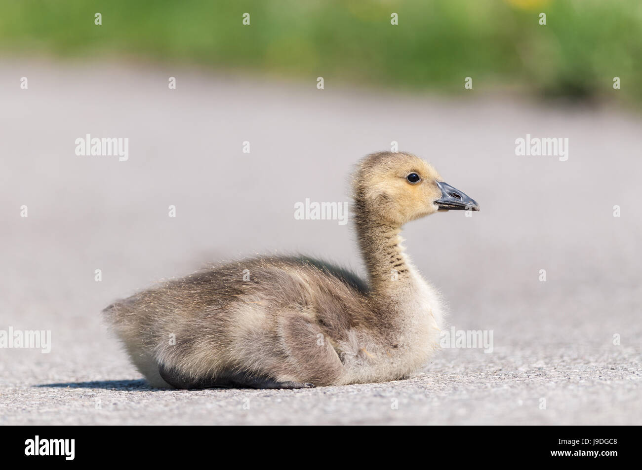animal, bird, wildlife, goose, gosling, outdoors, nature, park, animal ...