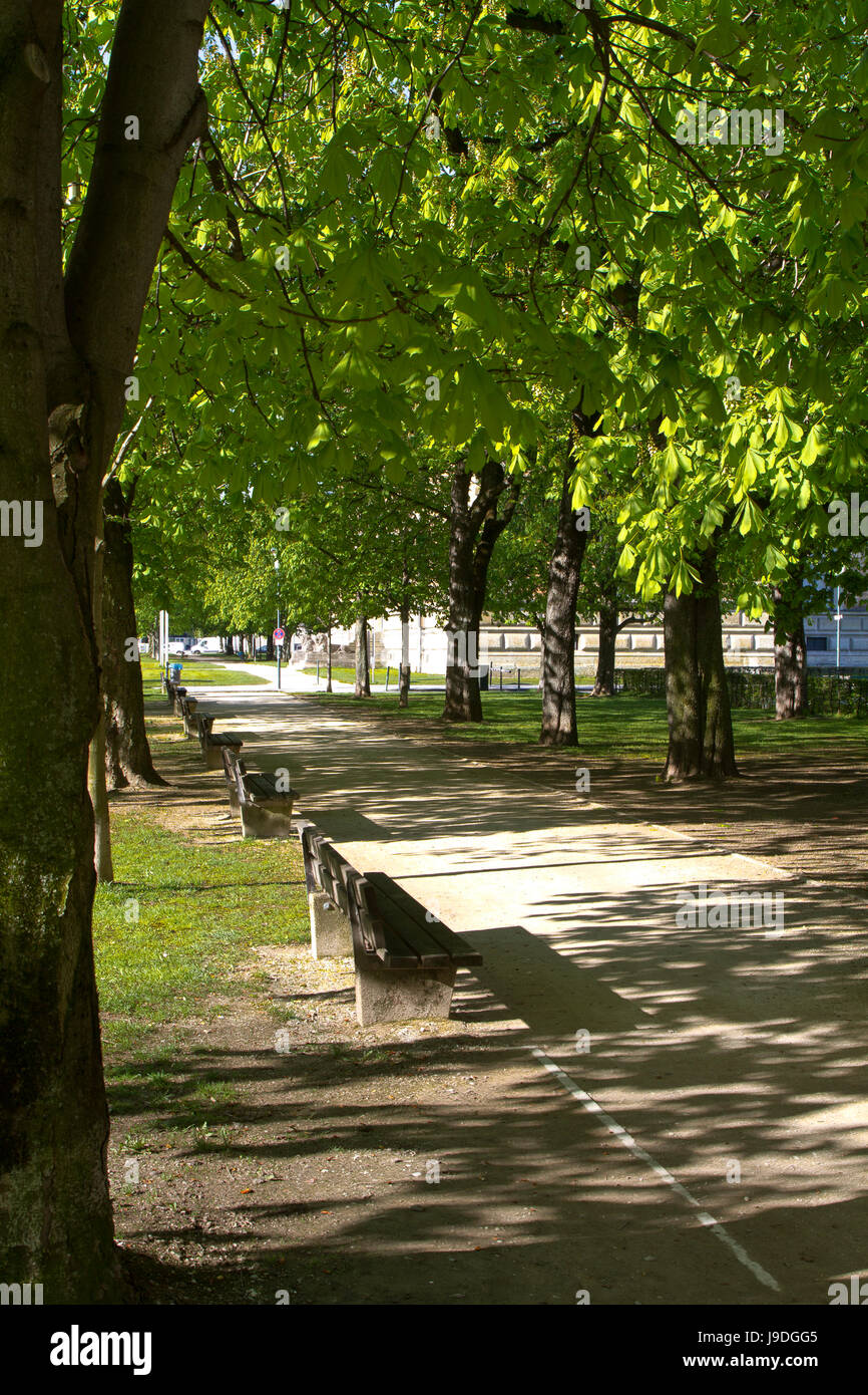 tree, trees, bavaria, munich, avenue, chestnut tree, leaf, city, town ...