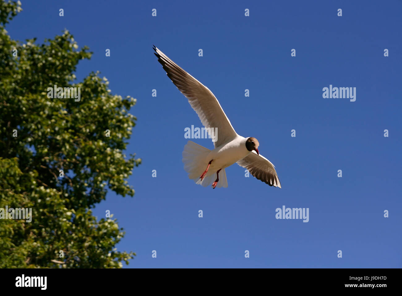 animal, bird, summer, summerly, wildlife, nature, blue, shine, shines ...