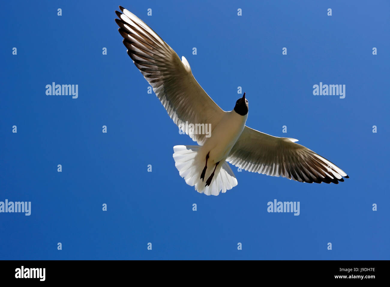animal, bird, summer, summerly, wildlife, nature, blue, shine, shines ...