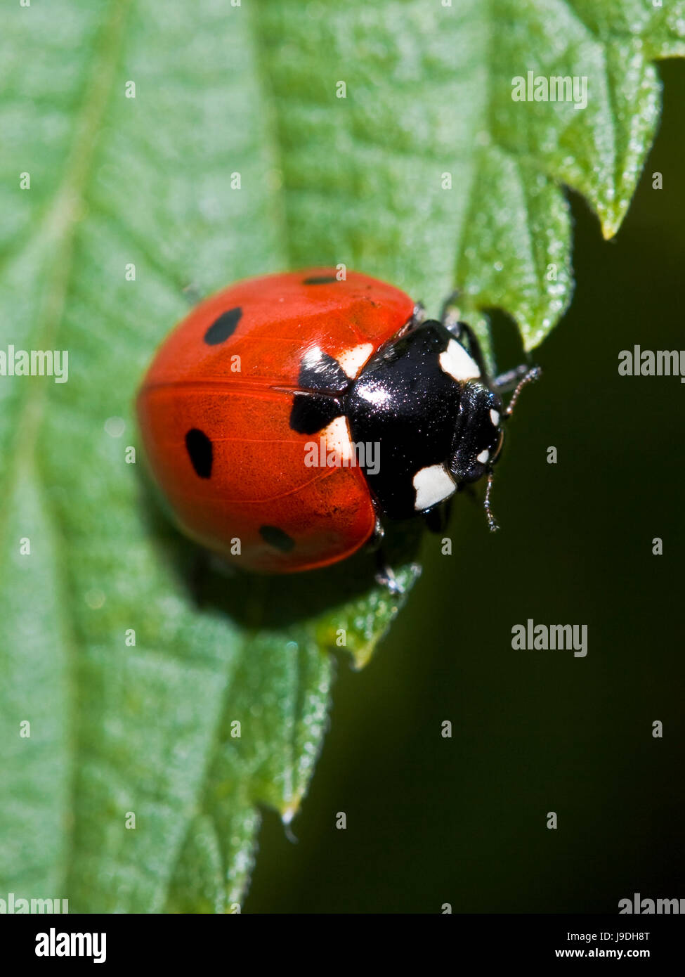 Beetling hi-res stock photography and images - Alamy