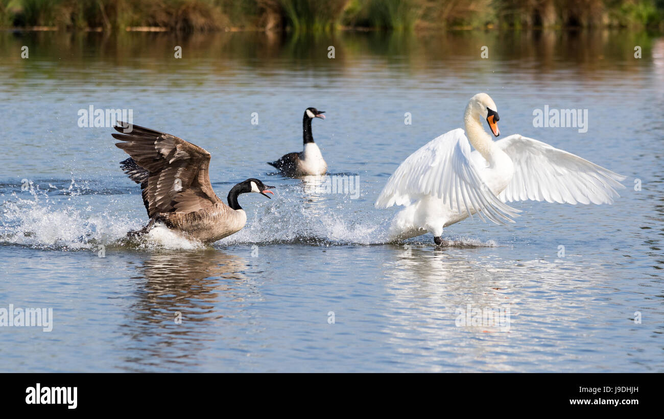 Angry flapping and fighting hi-res stock photography and images - Alamy