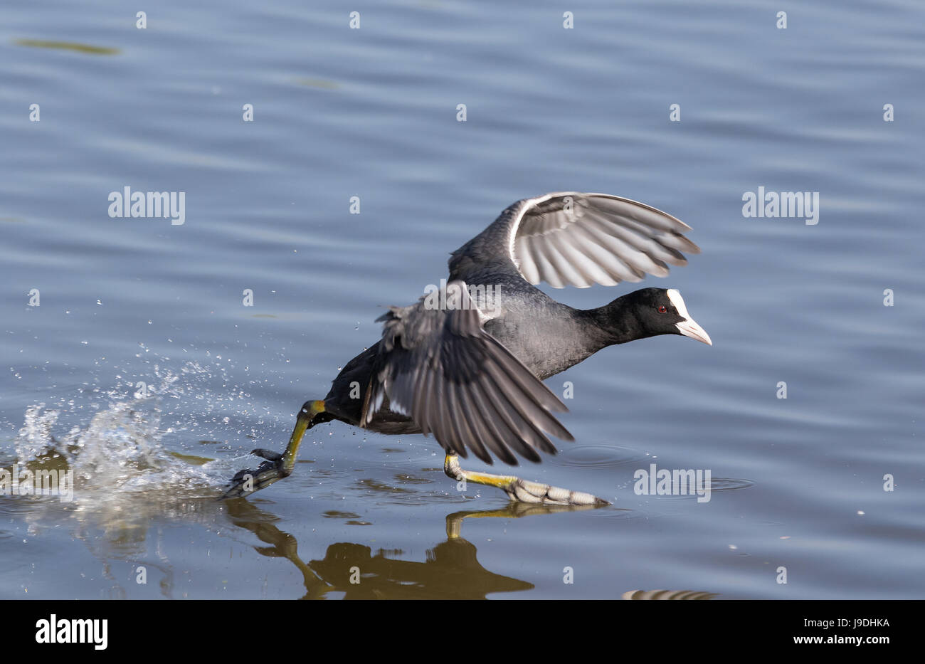 White Beak Rush High Resolution Stock Photography and Images - Alamy