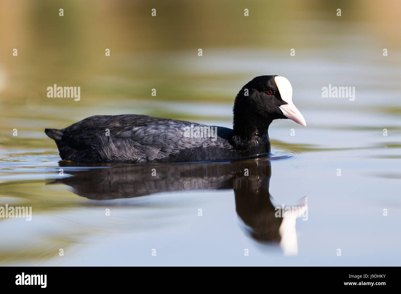 Bald Coot High Resolution Stock Photography and Images - Alamy