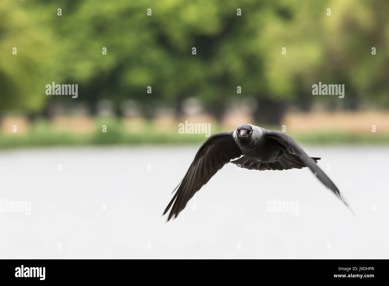 Jackdaw in flight Stock Photo - Alamy