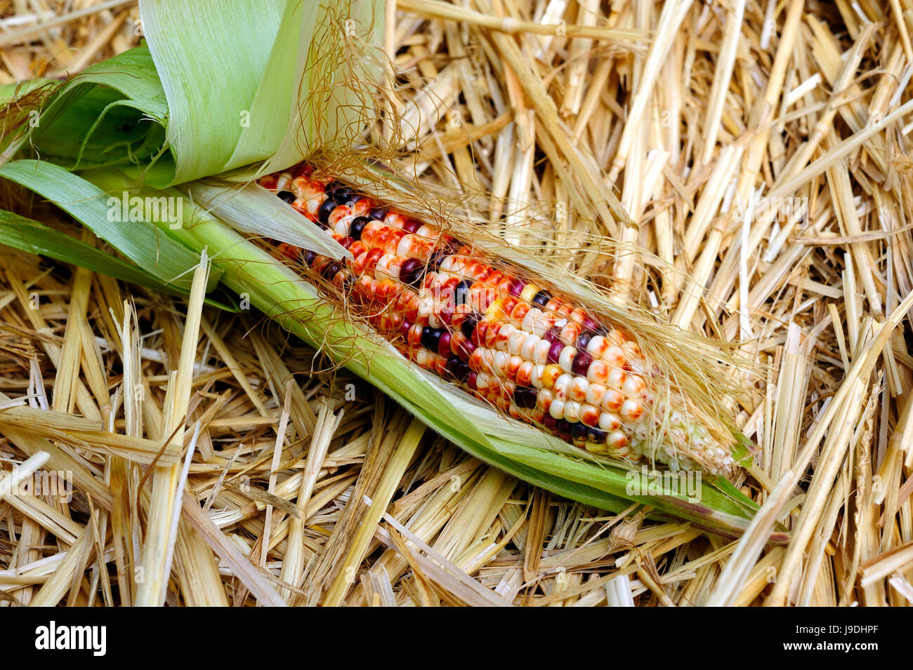 vegetable, corn, decorative, colorful, fresh, green, grain, vegetable ...