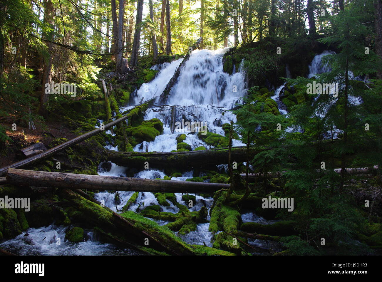 tree, waterfall, conifer forest, forest, water, trunk, tree, green, usa ...