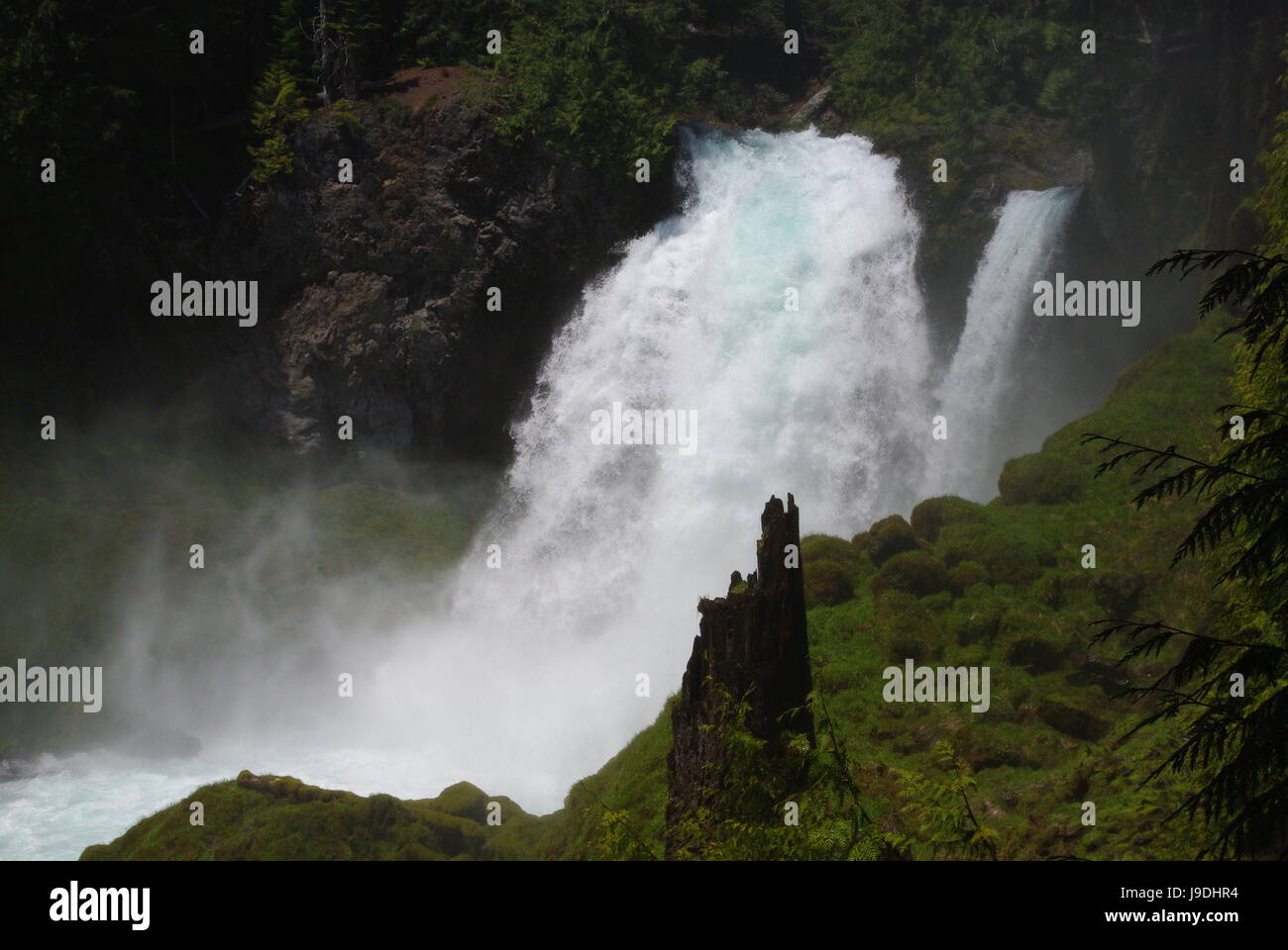 tree, waterfall, wet, forest, water, trunk, tree, green, usa, waterfall ...
