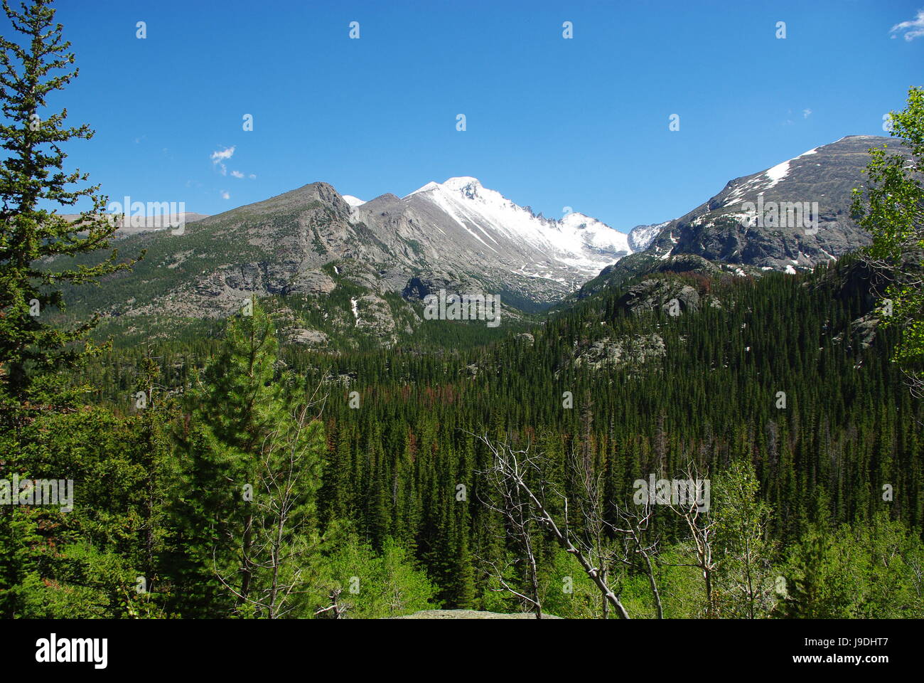 tree, green, rock, conifer, conifer forest, forest, blue, tree, green ...