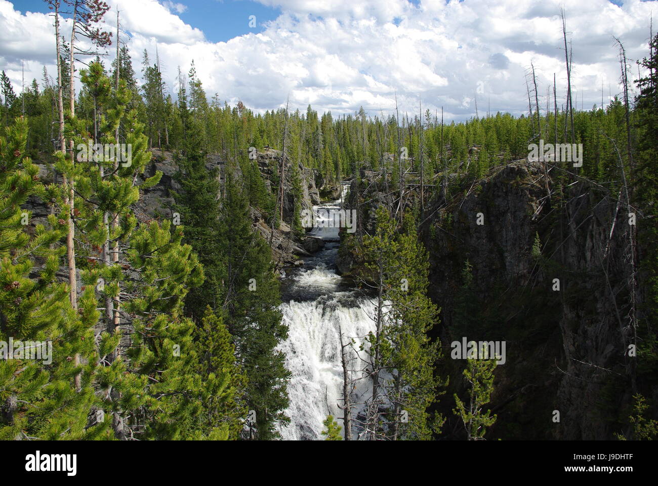 tree, green, waterfall, conifer, conifer forest, forest, blue, tree ...