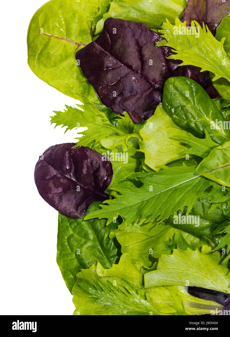 abstract natural background texture of lettuce leaves Stock Photo - Alamy