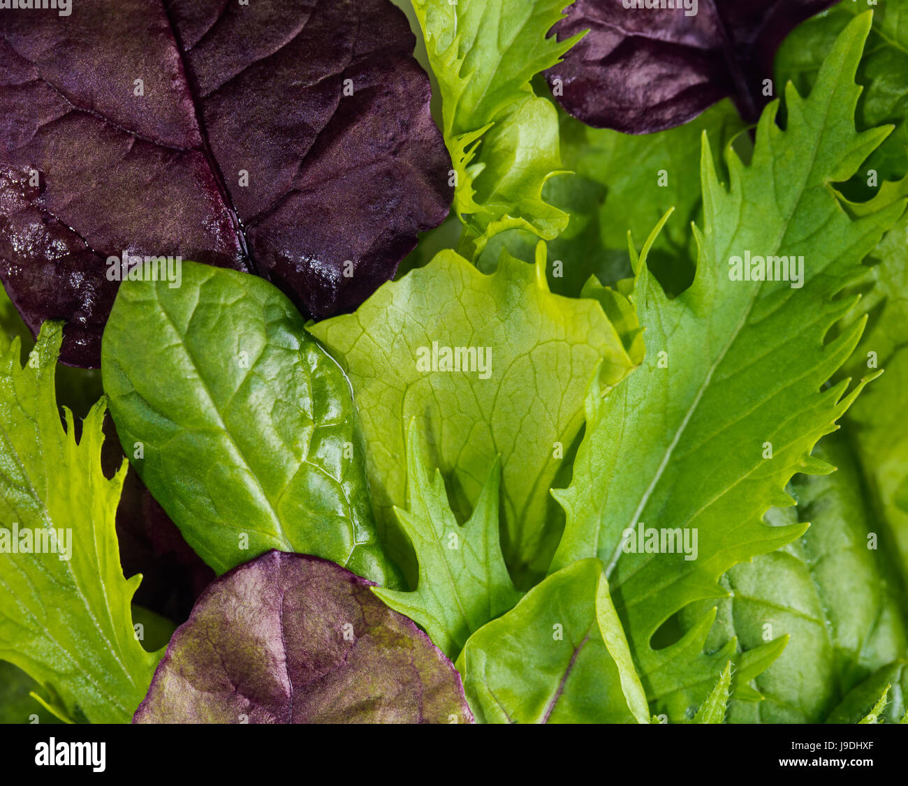 abstract natural background texture of lettuce leaves Stock Photo - Alamy